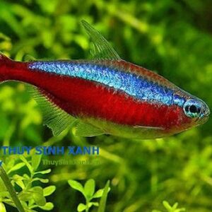 Cá NEON xanh bơi theo đàn, mua 10 tặng 1 - Shop Thủy Sinh Xanh