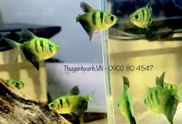 Cá xecan xanh có sọc. Mua 10 TẶNG 1 - Shop Thủy Sinh Xanh