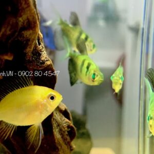 Cá xecan xanh có sọc. Mua 10 TẶNG 1 - Shop Thủy Sinh Xanh