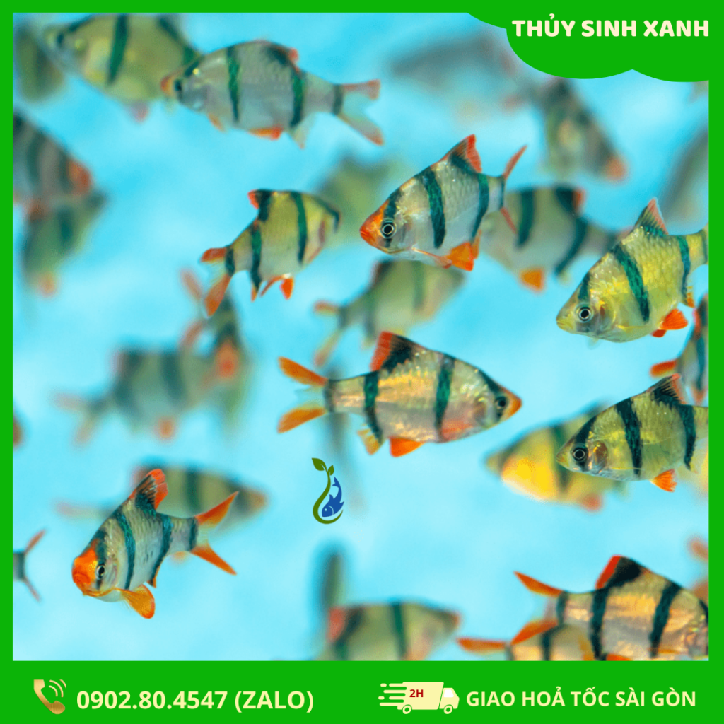 Cá xecan dạ quang xanh - Shop Thủy Sinh Xanh