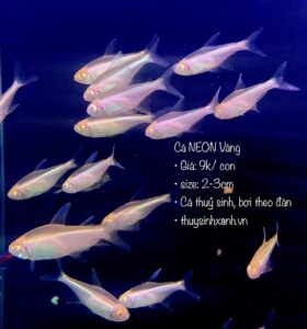 Cá neon vàng Albino mắt đỏ - Shop Thủy Sinh Xanh
