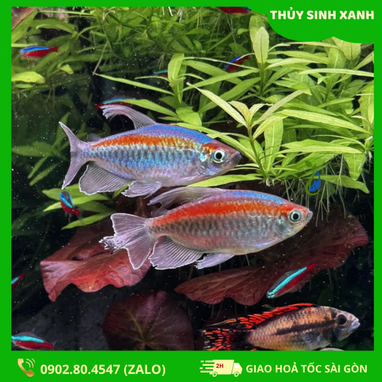 Cá Congo Tetra (size 8-9cm, lên màu đẹp) - Shop Thủy Sinh Xanh