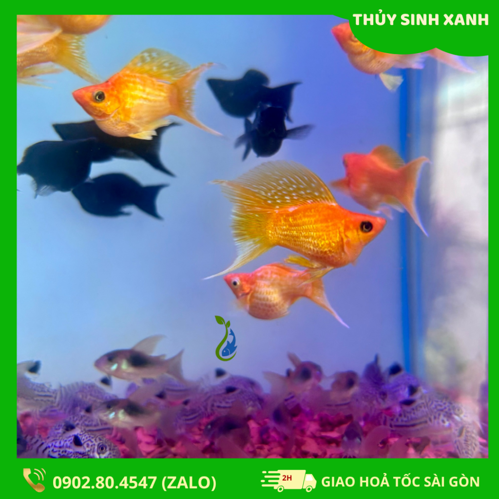 Cá molly vàng "dáng short" tuyệt đẹp - Shop Thủy Sinh Xanh