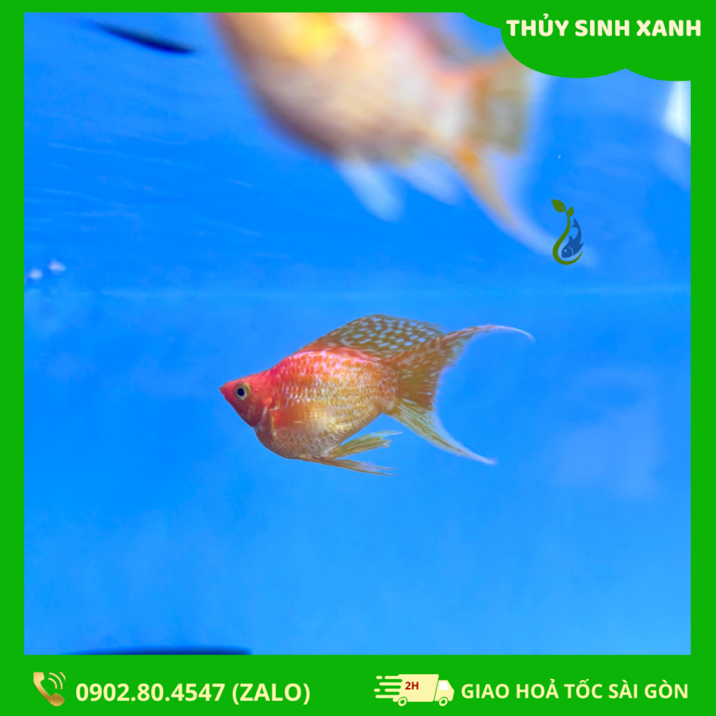Cá molly vàng "dáng short" tuyệt đẹp - Shop Thủy Sinh Xanh