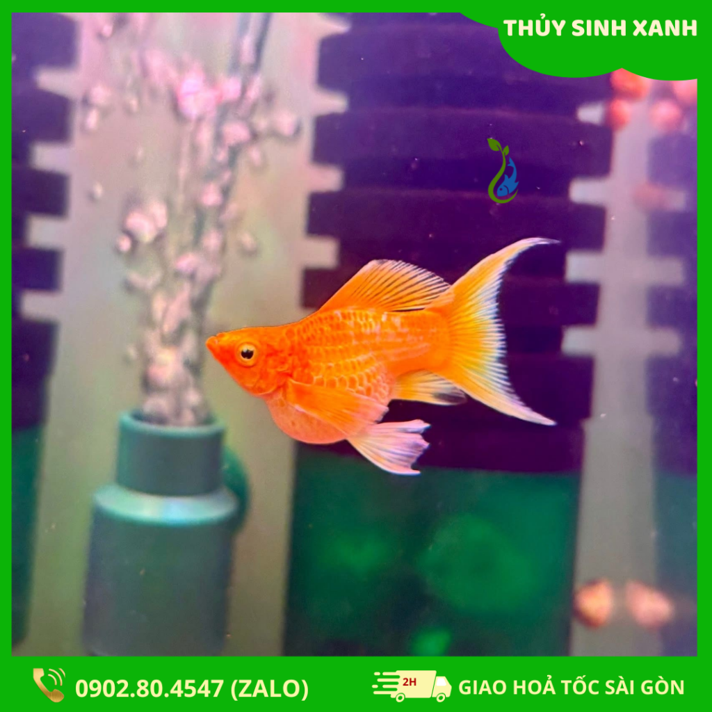 Cá cánh buồm nhiều màu, mua 10 tặng 1 - Shop Thủy Sinh Xanh