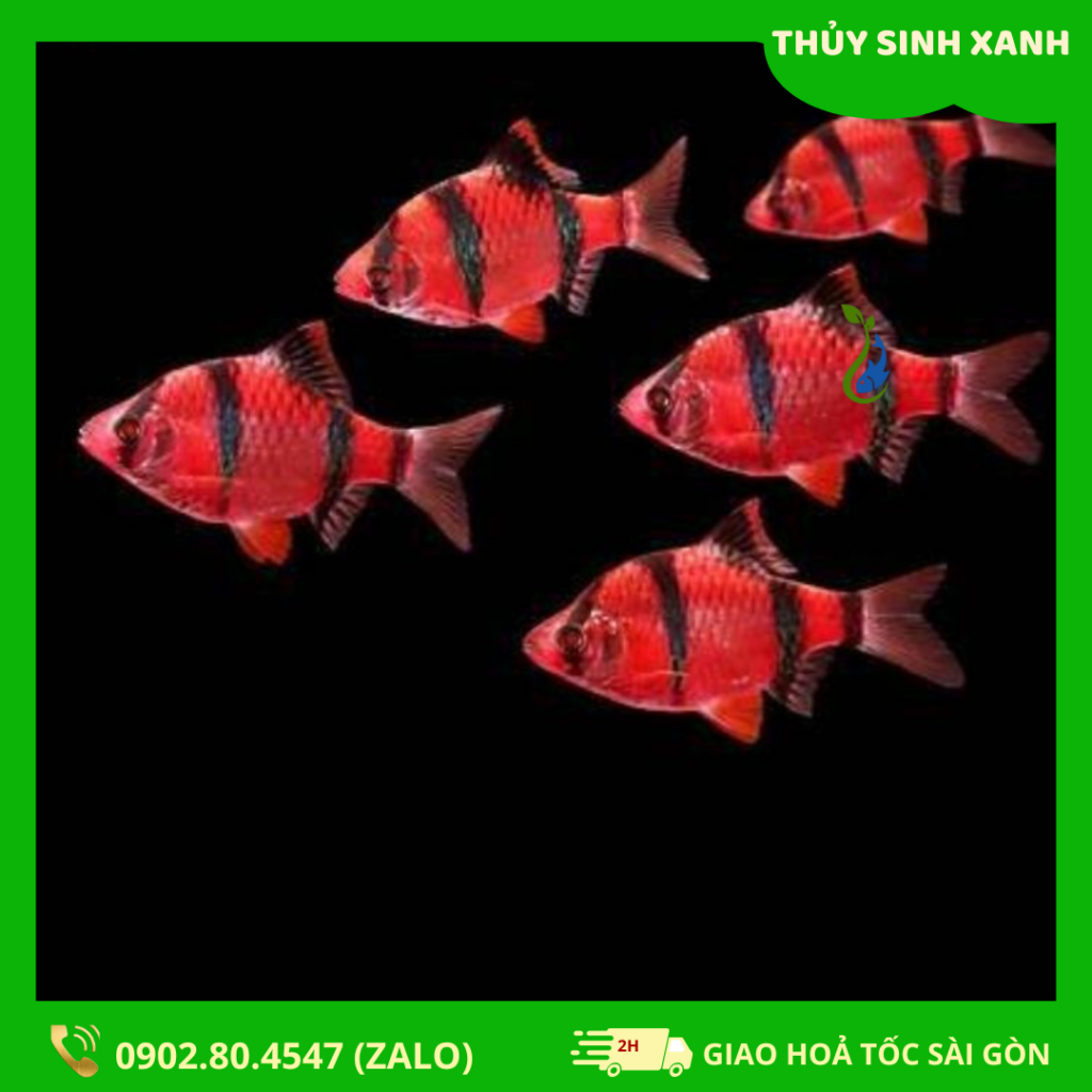 Cá cánh buồm nhiều màu, mua 10 tặng 1 - Shop Thủy Sinh Xanh